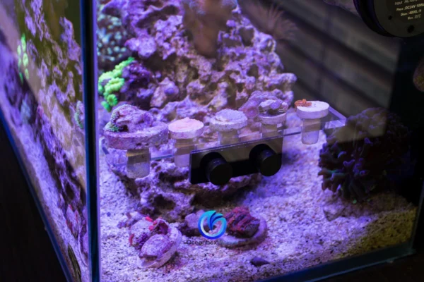 Magnetic Mini Coral Frag Racks – Oceanbox Designs