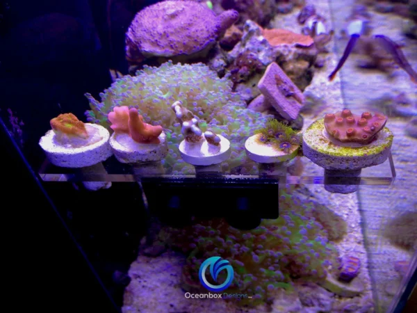 Magnetic Mini Coral Frag Racks – Oceanbox Designs